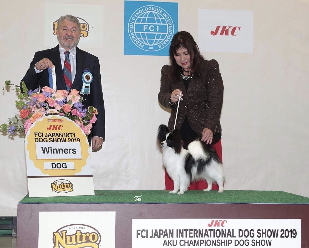 JJ is Winners Dog at the 2019 Japan International Dog Show! – Queen ...