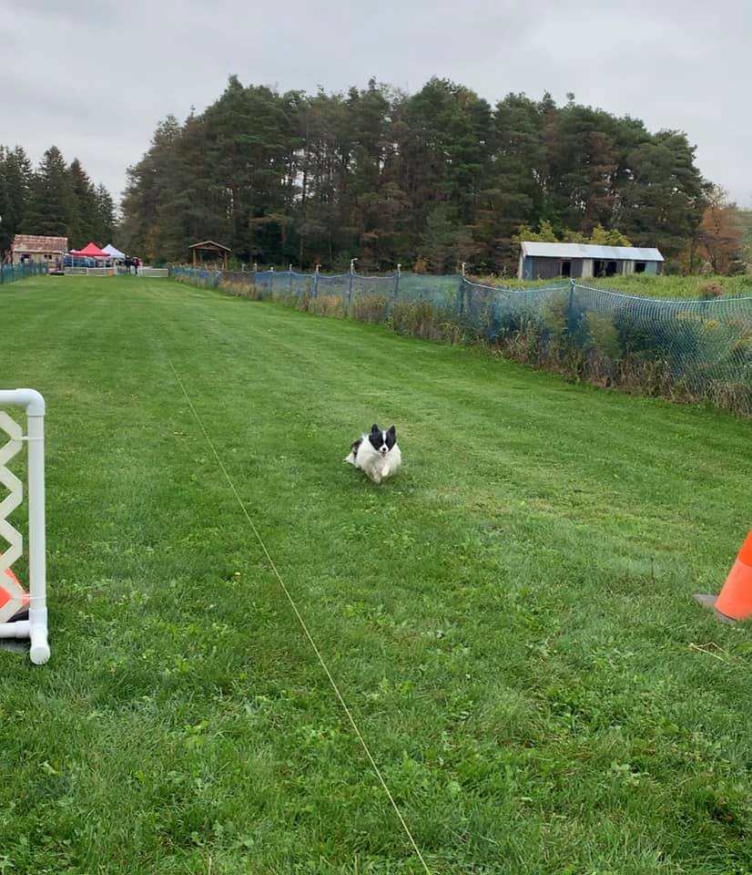 JJ earns his CKC Novice Sprinter title! – Queen Bless JP Winning Ticket